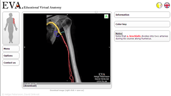 Medicine Decoded: Collection of 17 Essential Anatomy Websites4U.